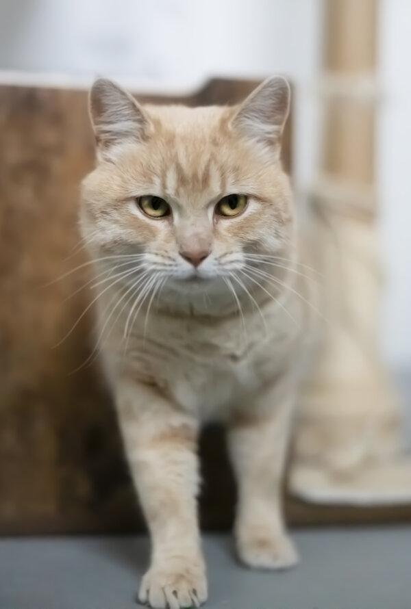 Mr. Purr - Color Country Animal Welfare
